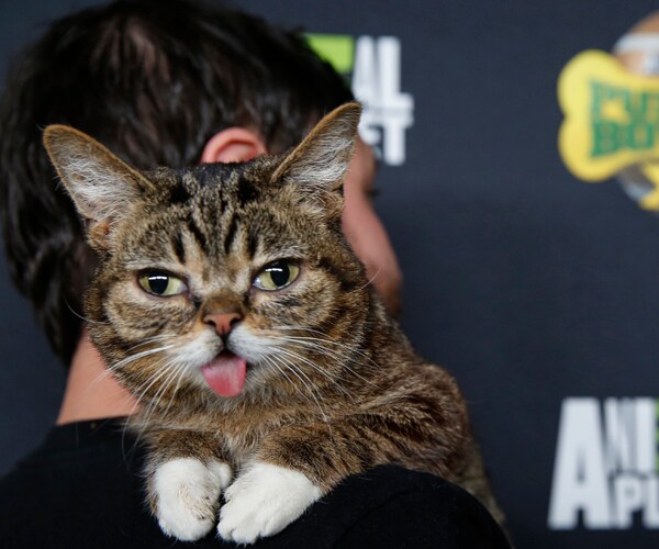 Lil Bub, Pioneer in Internet-Famous Cats, Dies at 8 | Newsmax.com