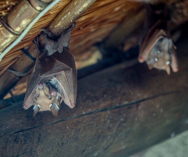 Man Dies of Rabies in Illinois' First Human Case Since 1950s | Newsmax.com