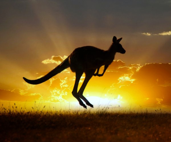 Kangaroo Kills Australian Man, 77, in Rare Fatal Attack | Newsmax.com