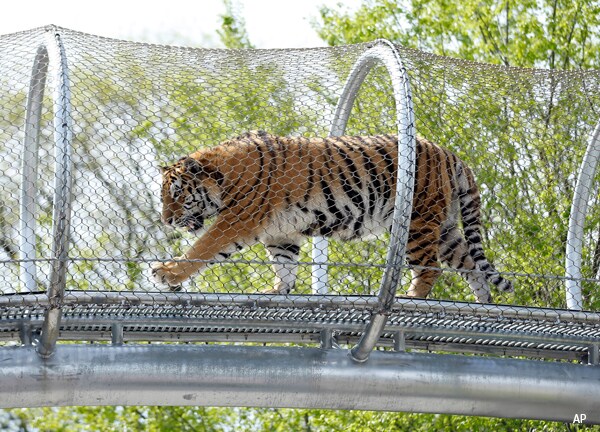 Overhead Trail Lets Philadelphia Zoo Tigers Stretch Their Legs ...