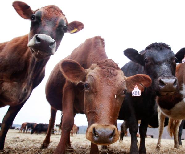 N.Y. Democratic Legislators Propose Cow Herd Limit | Newsmax.com