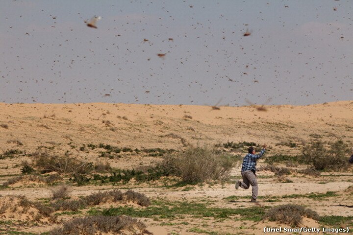 Weeks before Passover, Egypt's Locust Invasion Comes to Israel ...