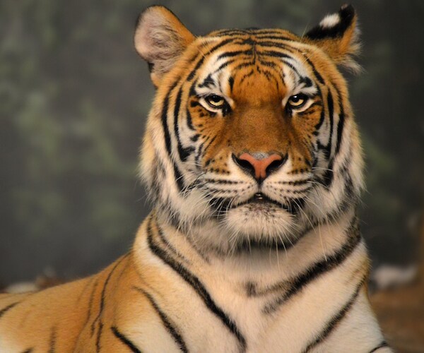 Florida Prom's Caged Tiger Sparks Uproar; School Apologizes | Newsmax.com