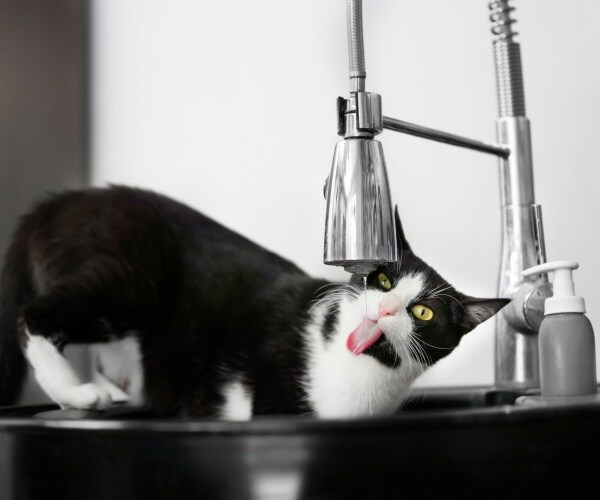 Cat Learns New Trick, Floods Owners' Home | Newsmax.com