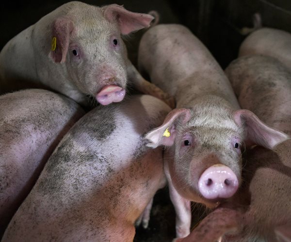 Deadly Pig Disease Sparks Fear of a Heart Drug Shortage | Newsmax.com