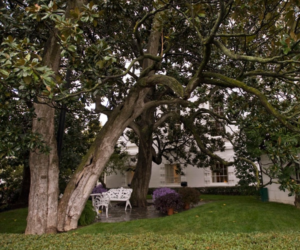 Andrew Jackson Magnolia Tree at White House to Be Cut Down | Newsmax.com