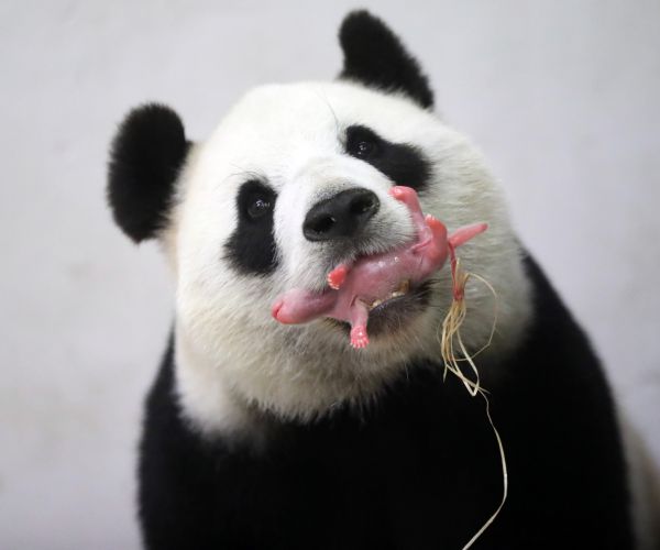 Hao Hao the Panda Gives Birth to Hairless Cub, Carries Him Around in ...