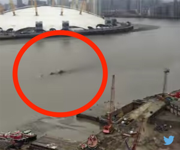 Creature in Thames the New Loch Ness Monster or an April Fools' Prank ...