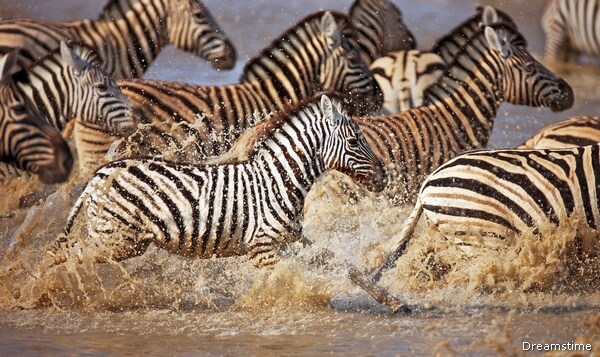 Zebra Migration Record Set After Tagged Animals Trek 300 Miles ...