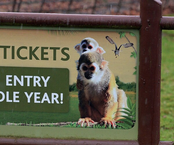 Activists Decry Woburn Safari Park Fire That Kills Monkeys | Newsmax.com