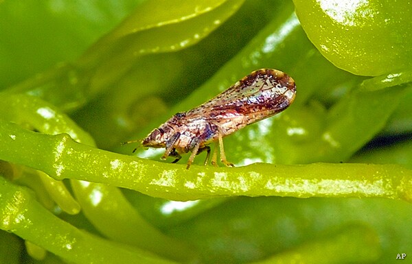 Asian Citrus Psyllid: Quarantine Battles Fruit Pest in California ...