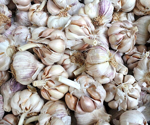 Research Shows Aged Garlic Extract Has Health Benefits | Newsmax.com
