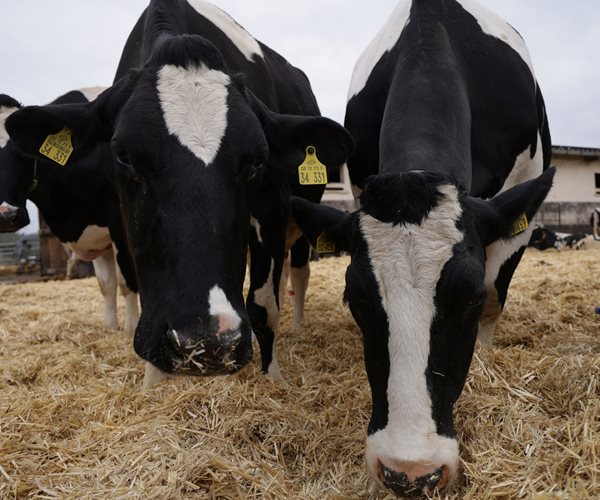 Denmark Passes Climate Tax for Cow Burps, Farts | 96.3 KKOB